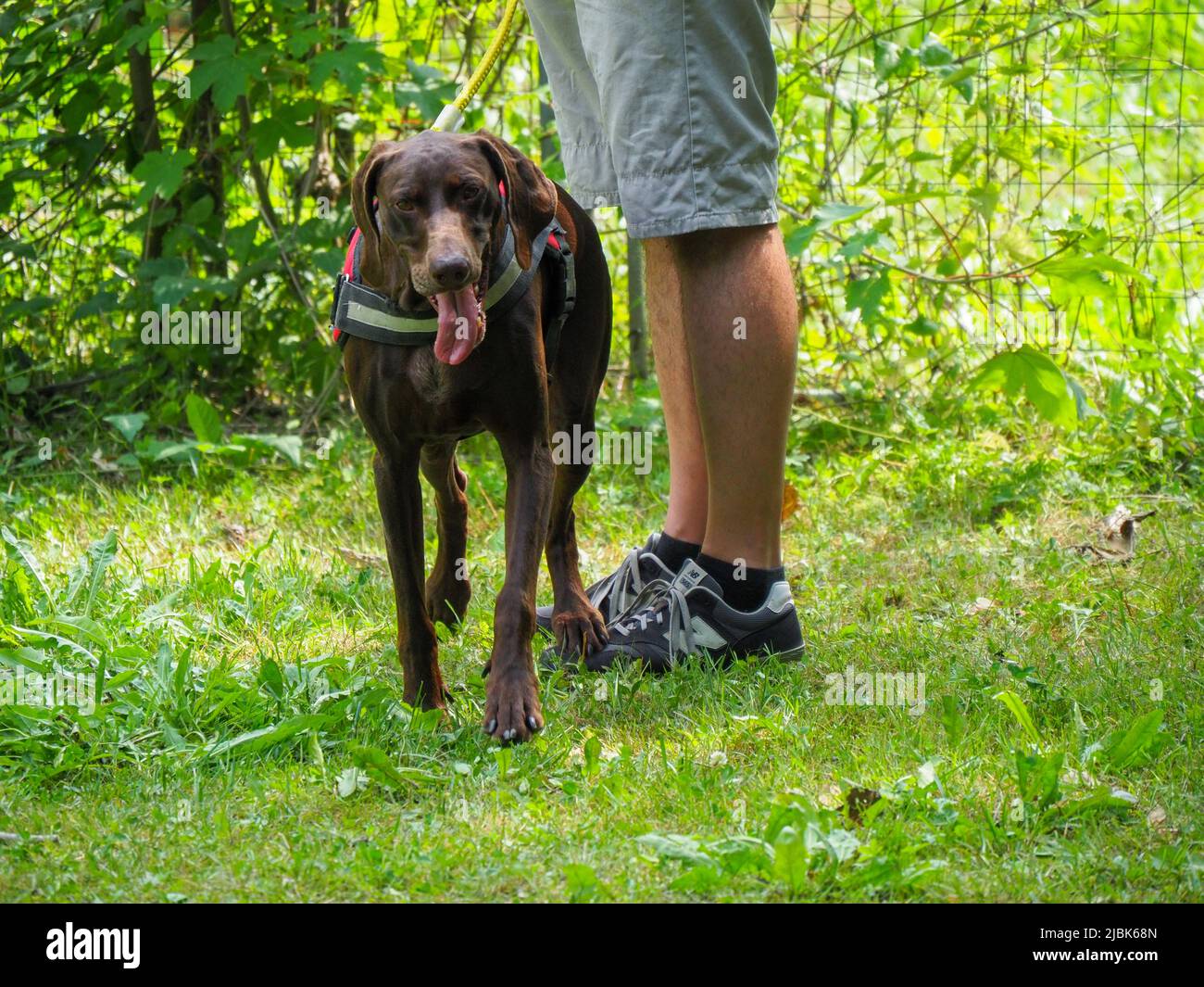 German braco hi-res stock photography and images - Alamy