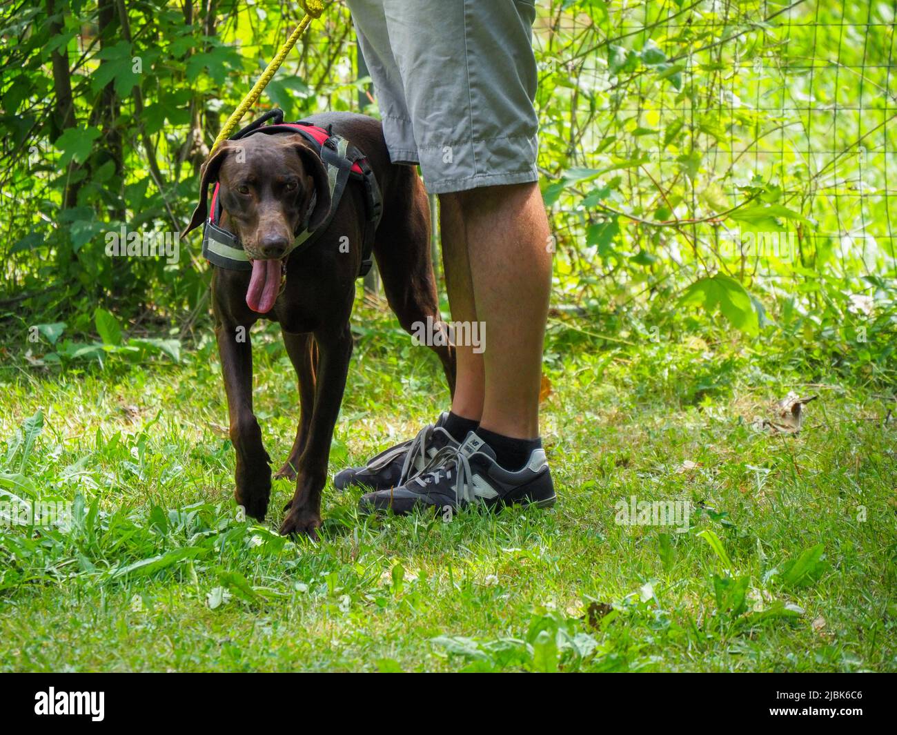 German braco hi-res stock photography and images - Alamy
