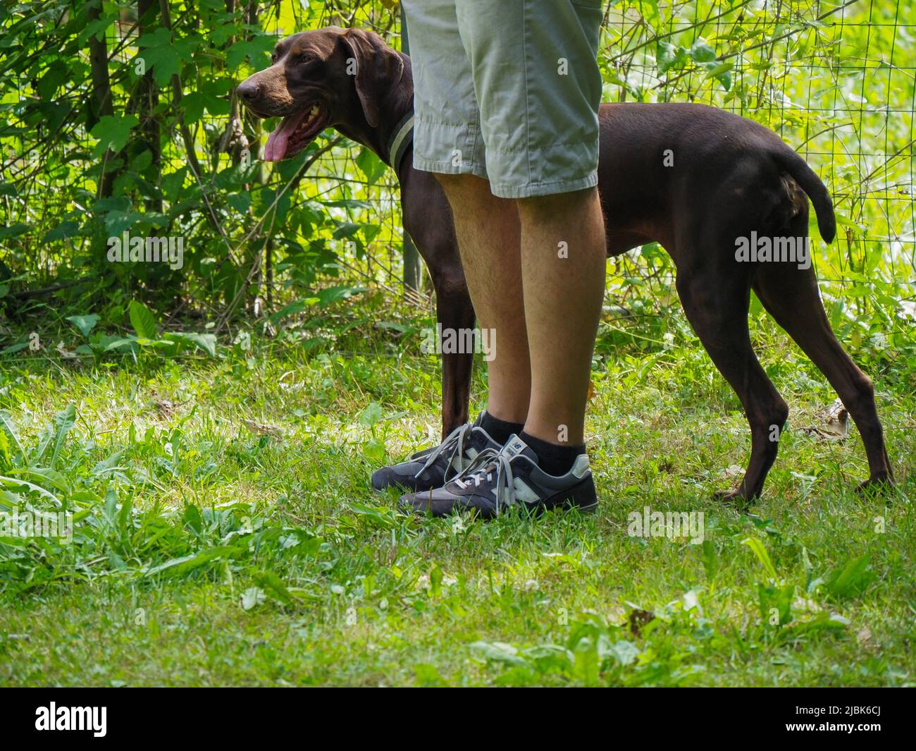 German braco hi-res stock photography and images - Alamy