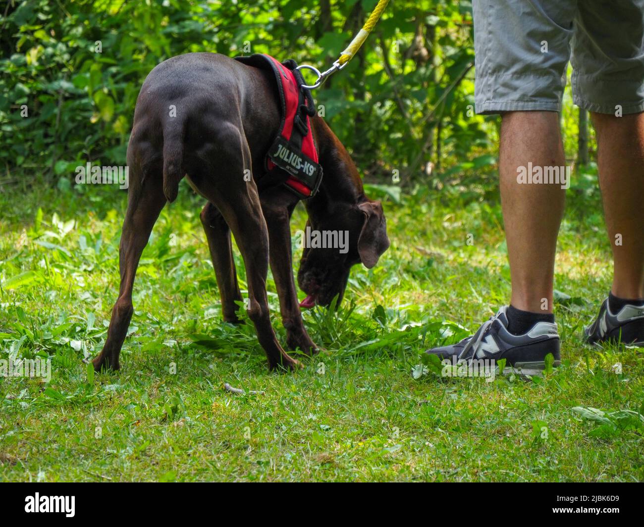 German braco hi-res stock photography and images - Alamy