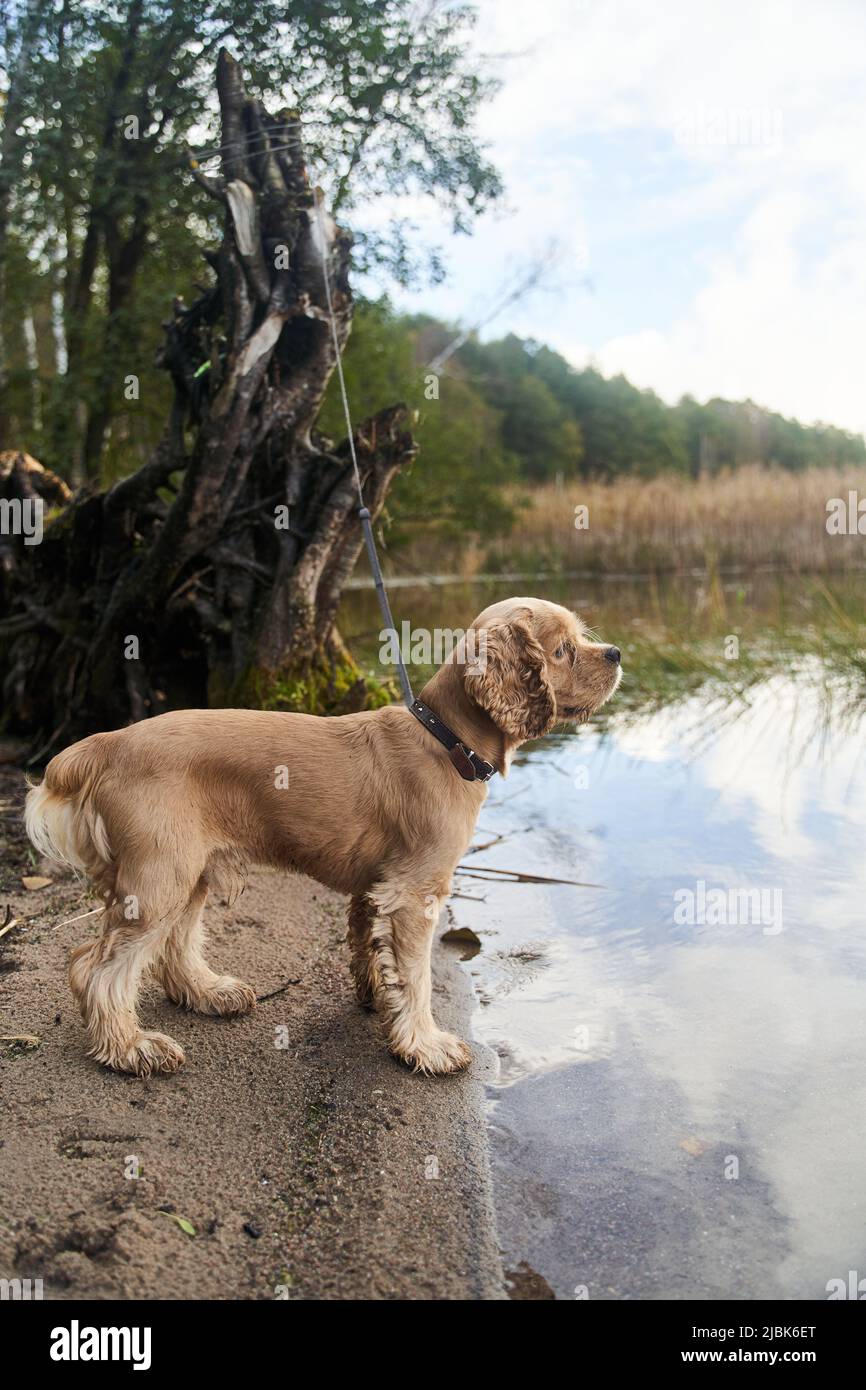 Cocker spaniel in competition hi-res stock photography and images - Alamy