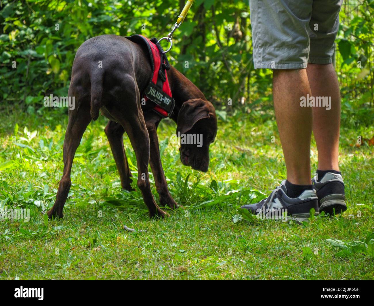 German braco hi-res stock photography and images - Alamy