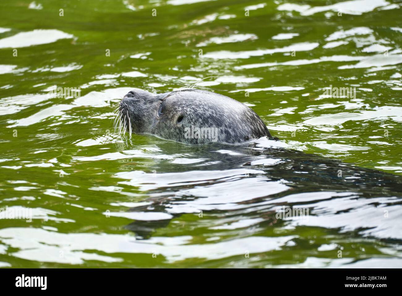 Seal swimming in the water. Close up of the mammal. Endangered species ...