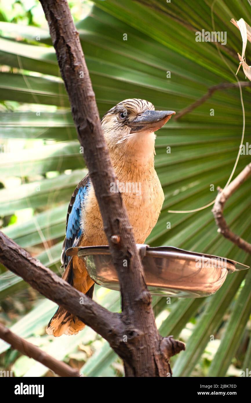 laughing hans on a branch. Beautiful colorful plumage of the Australian ...