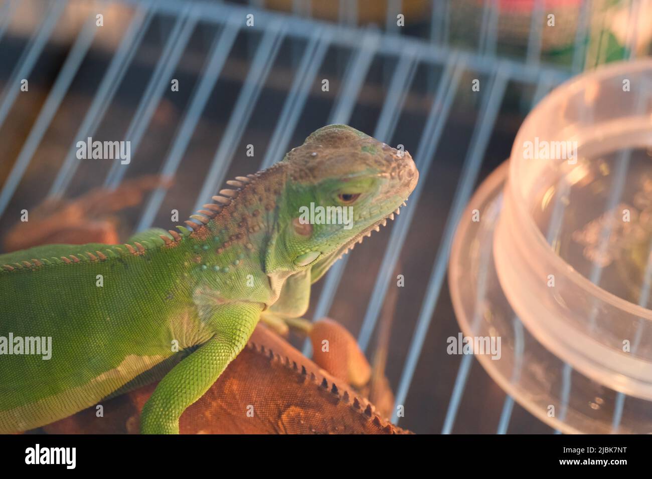 Snakes and turtles hi-res stock photography and images - Alamy