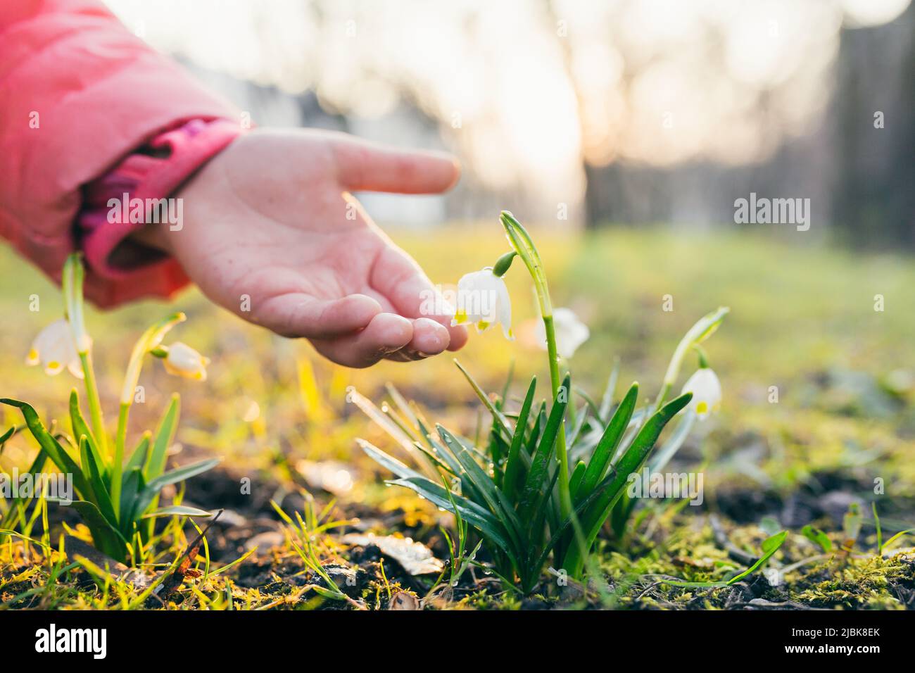Close up photo Hands of a little girl plant flowers, plants in the ...