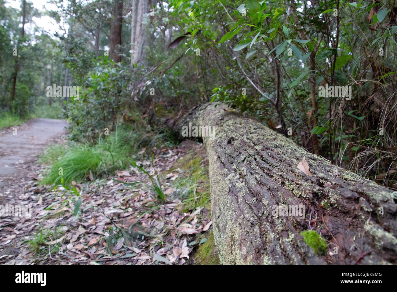Fallen tree receding into distance Stock Photo - Alamy