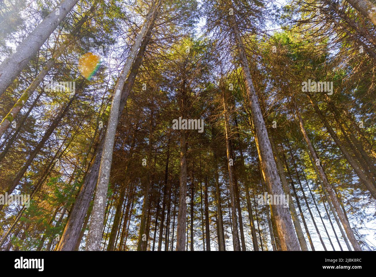 Tall pine trees seen from below with sunrise light Stock Photo - Alamy