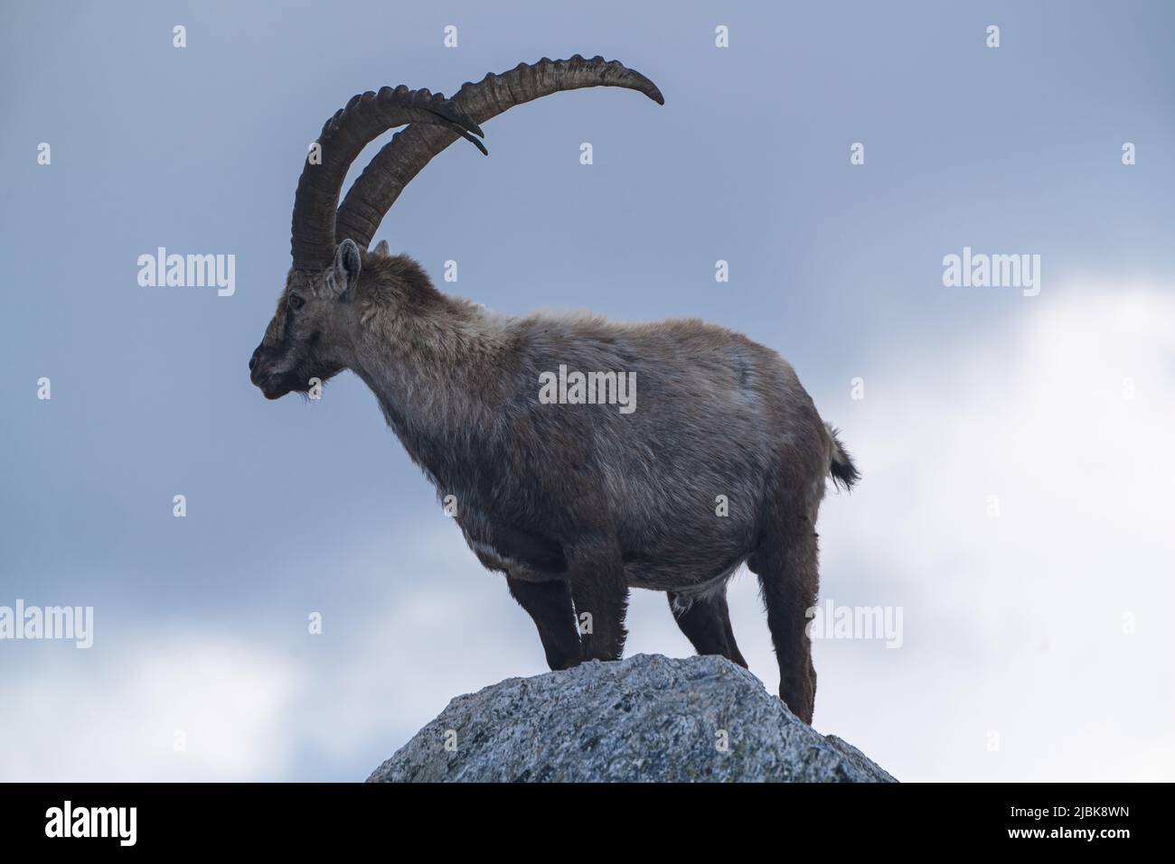 Swiss animal hi-res stock photography and images - Alamy