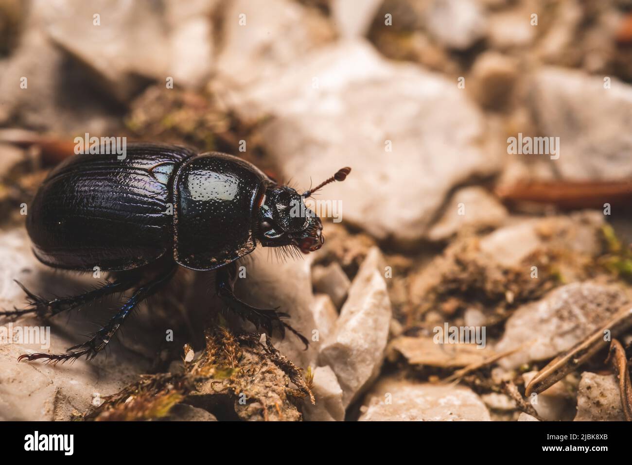 Macro ecosystem hi-res stock photography and images - Alamy
