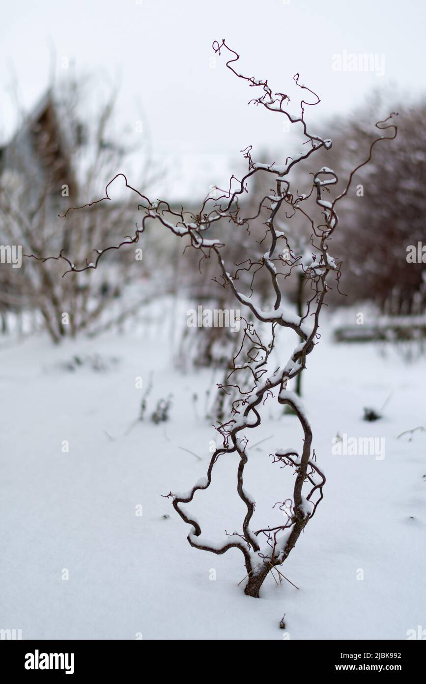 Corkscrew hazel branches hi-res stock photography and images - Alamy