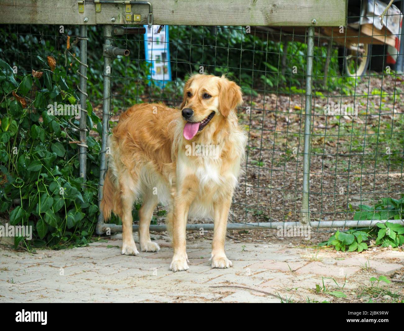 curious purebreed golden retriever standing and observing outdoors ...