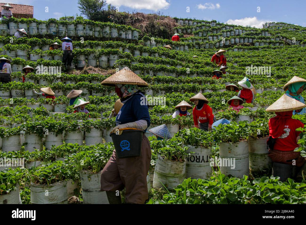 West java women farmers hi-res stock photography and images - Alamy
