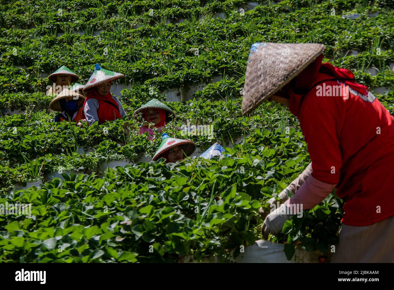 Ciwidey, West Java, Indonesia. 7th June, 2022. Women farmers taking ...