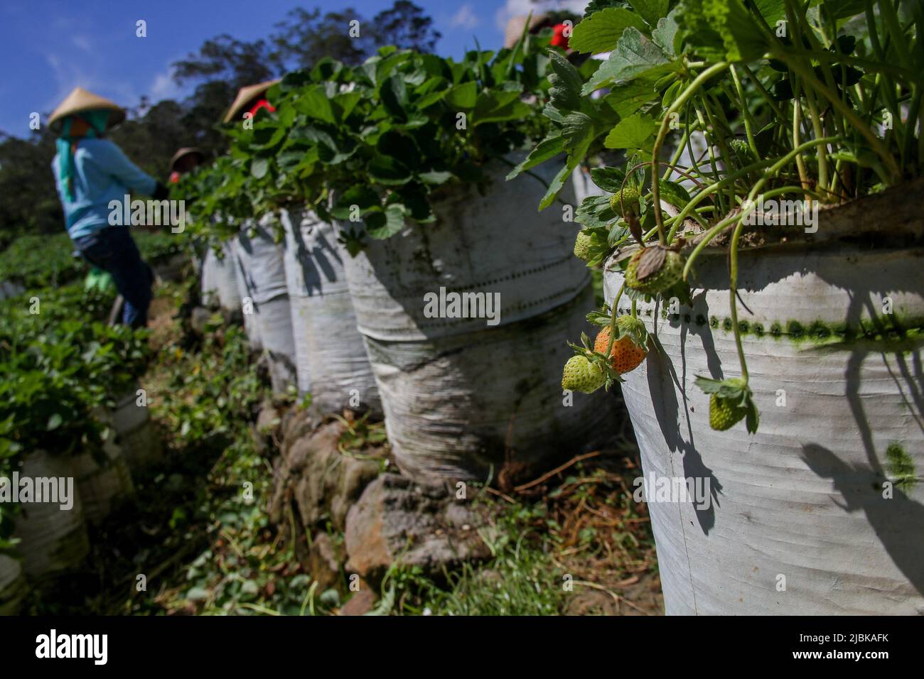 Ciwidey, West Java, Indonesia. 7th June, 2022. Women farmers taking ...