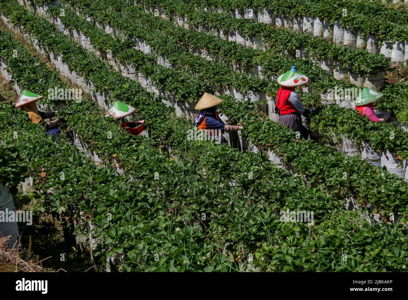 Ciwidey, West Java, Indonesia. 7th June, 2022. Women farmers taking ...