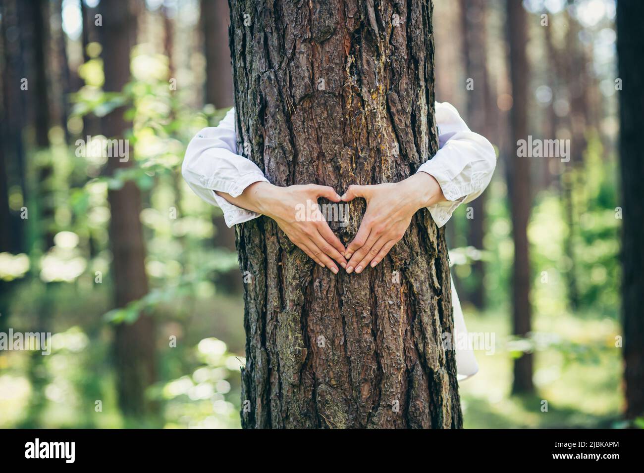 hands of a young woman hug a tree in the forest and show a sign of heart and love for nature ...