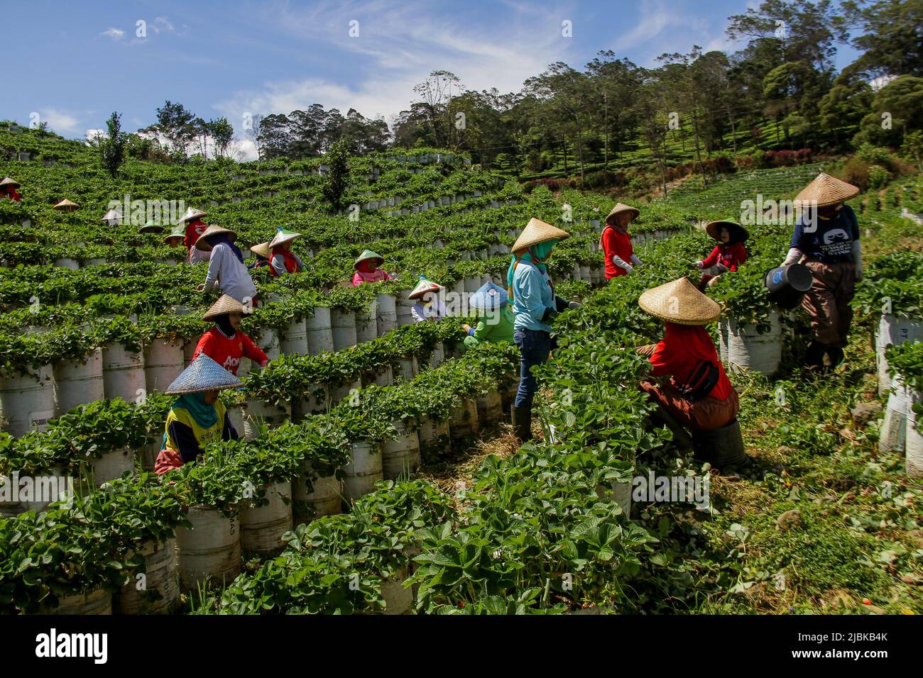 Ciwidey, West Java, Indonesia. 7th June, 2022. Women farmers taking ...