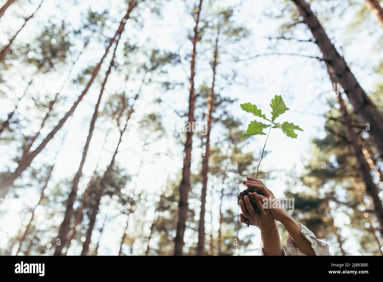 Young female volunteer plants a forest, holding an oak tree seedling in ...