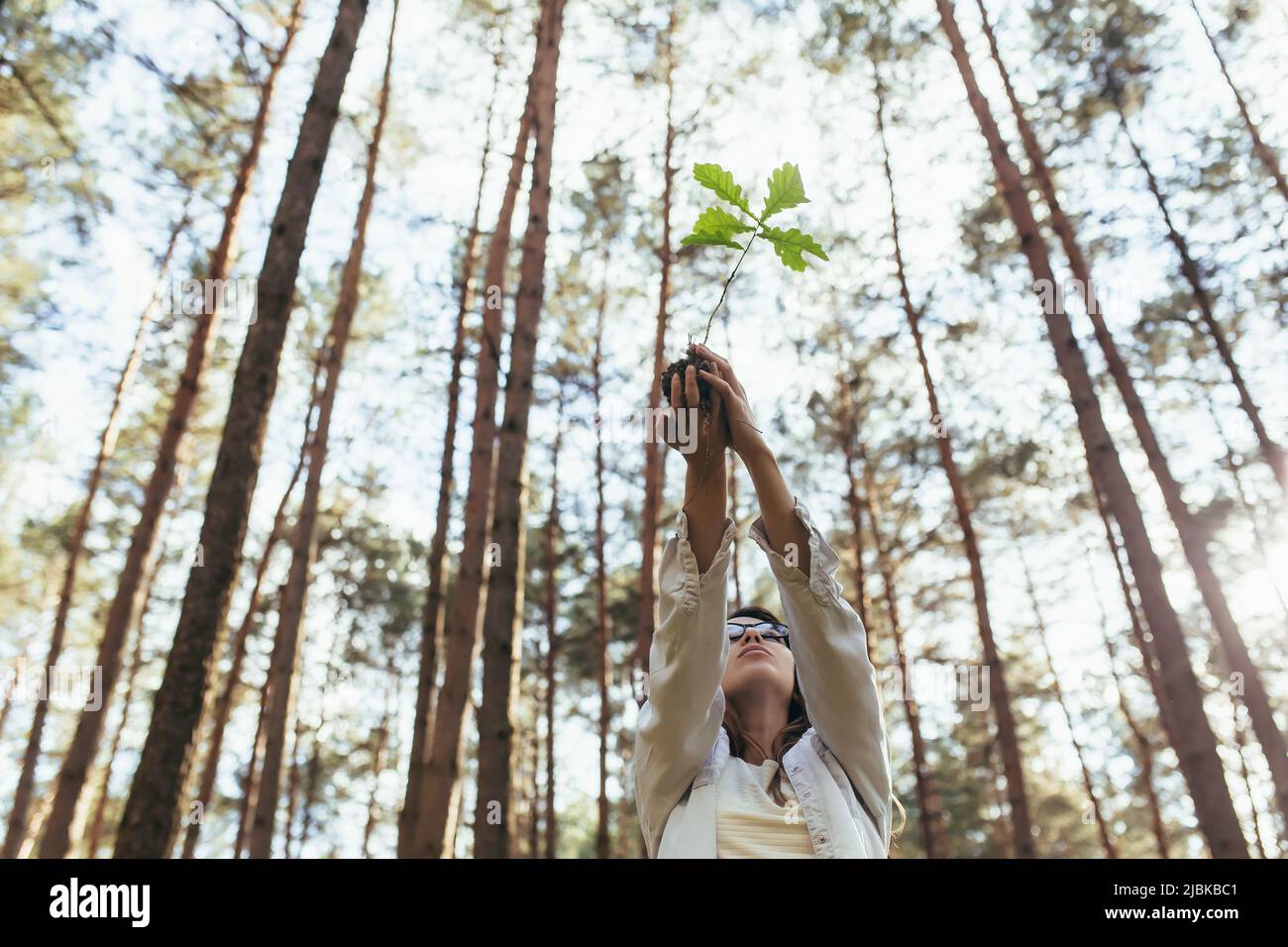 Young female volunteer plants a forest, holding an oak tree seedling in ...