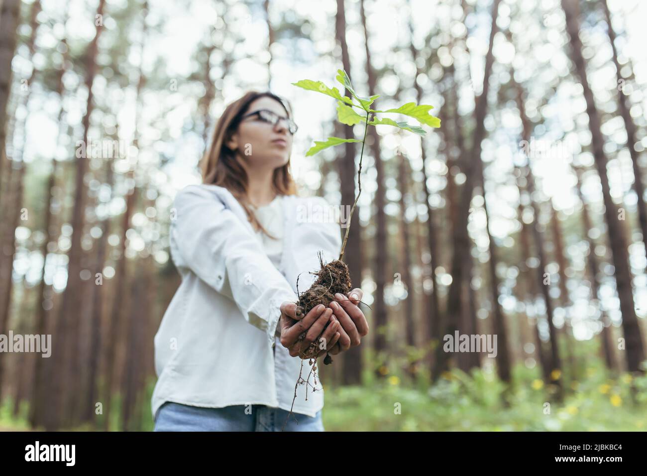 Young female volunteer plants a forest, holding an oak tree seedling in ...