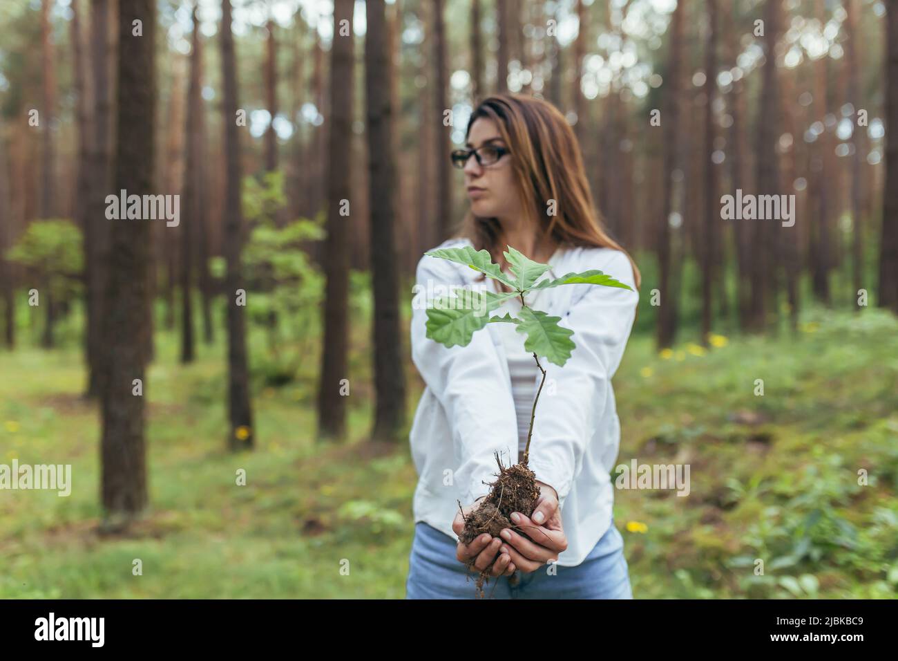 Young female volunteer plants a forest, holding an oak tree seedling in ...