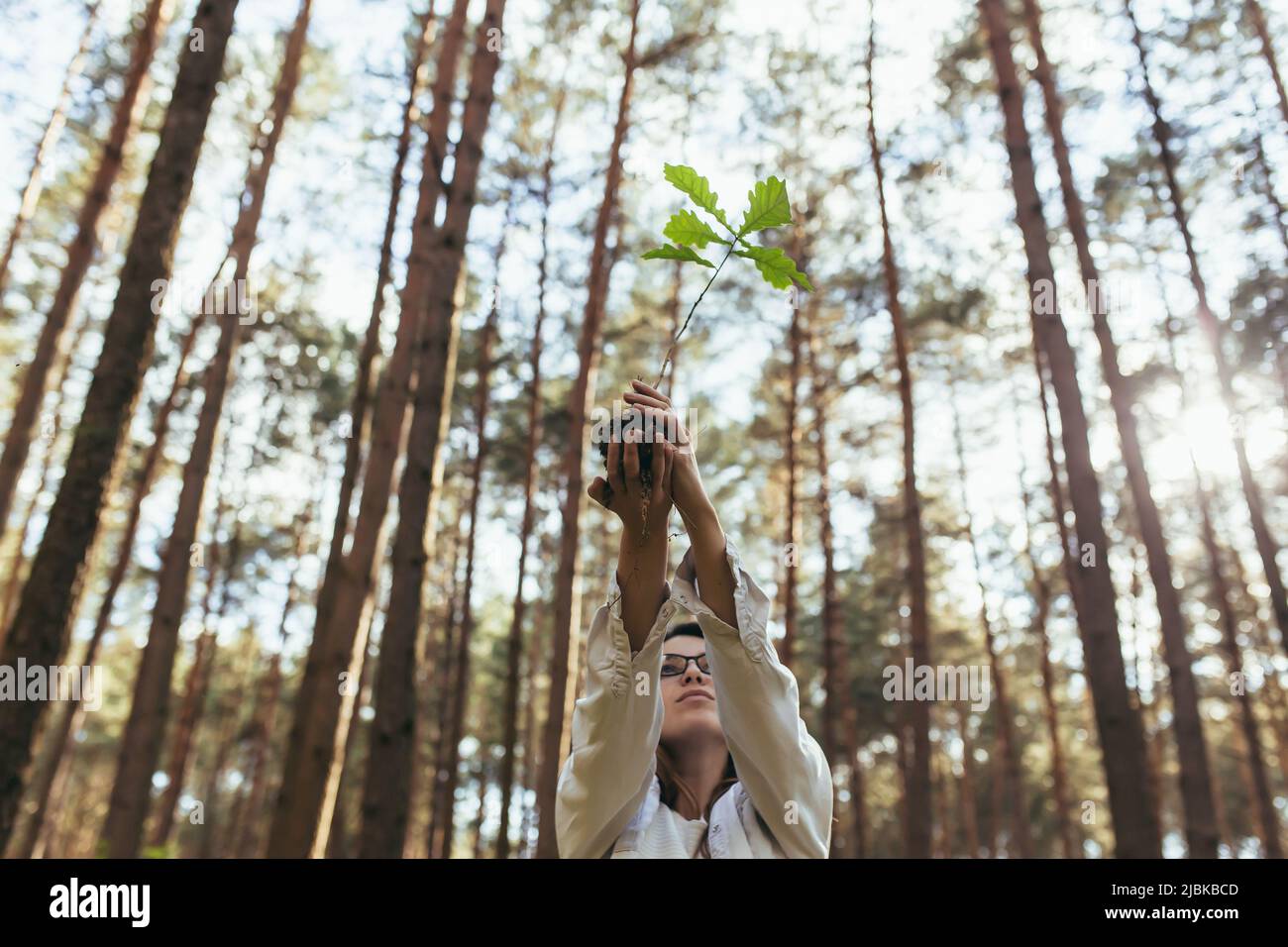 Young female volunteer plants a forest, holding an oak tree seedling in ...
