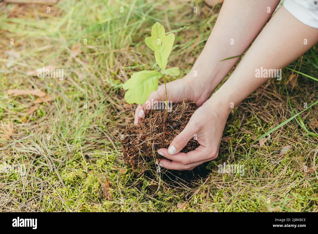 Conservation volunteer plant hi-res stock photography and images - Alamy
