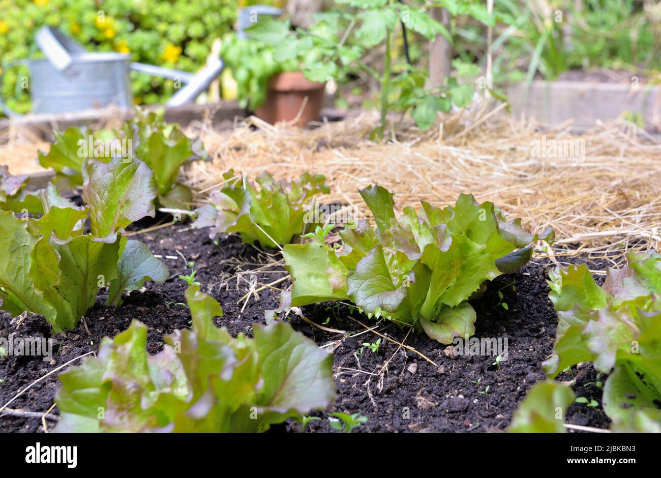 young lattuce plant growing in a vegetable garden whose soil has been ...