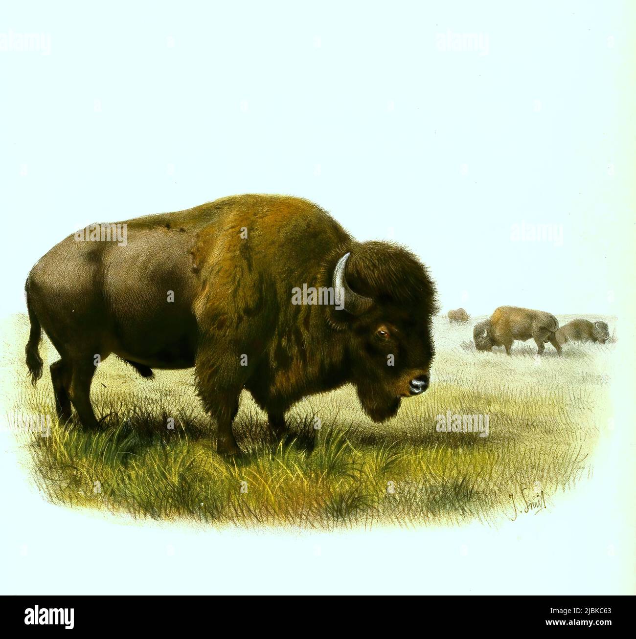 Amerikanische Bison, Bos bison, Bison bison, Büffel, ein in Nordamerika ...