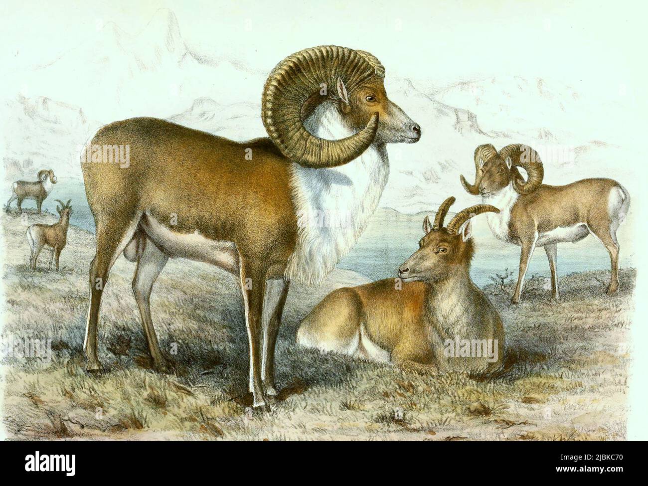 Tibetisches Argali, Ovis ammon ammon, eine traditionelle Unterart des ...