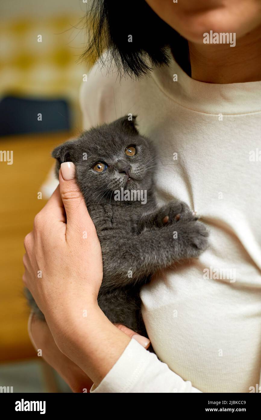 Woman hold in hand cute gray kitten, female hugging her cute kitty ...