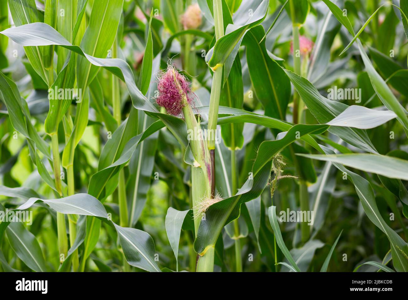 Green stalks of corn with a cob of pink color Stock Photo - Alamy