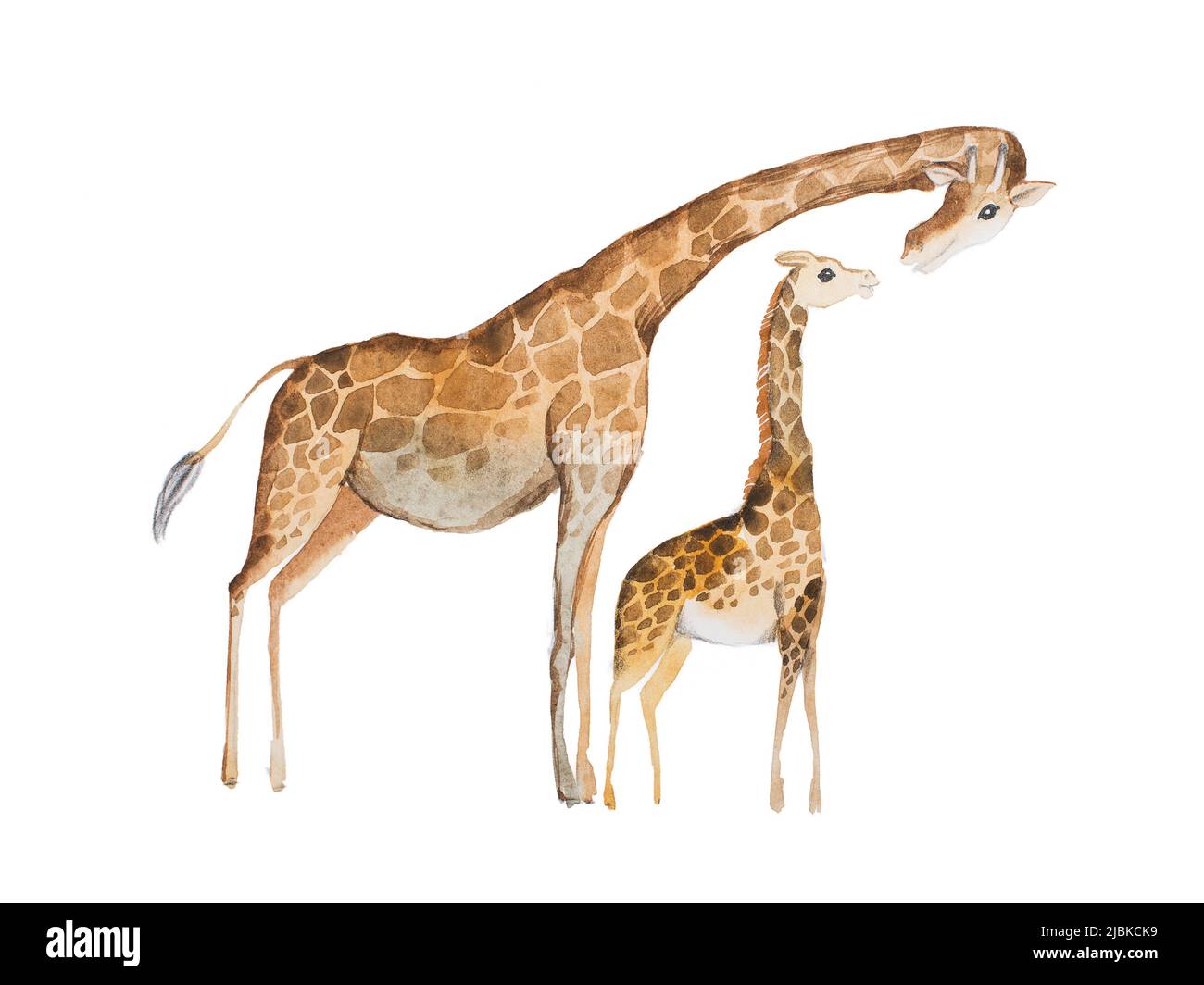 Watercolor illustration of giraffe mother and baby Stock Photo - Alamy