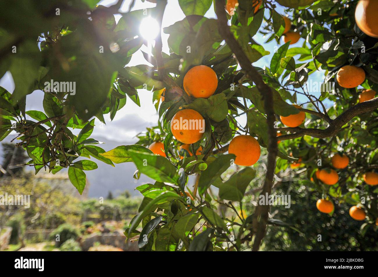 Orange tree in Spain Stock Photo - Alamy