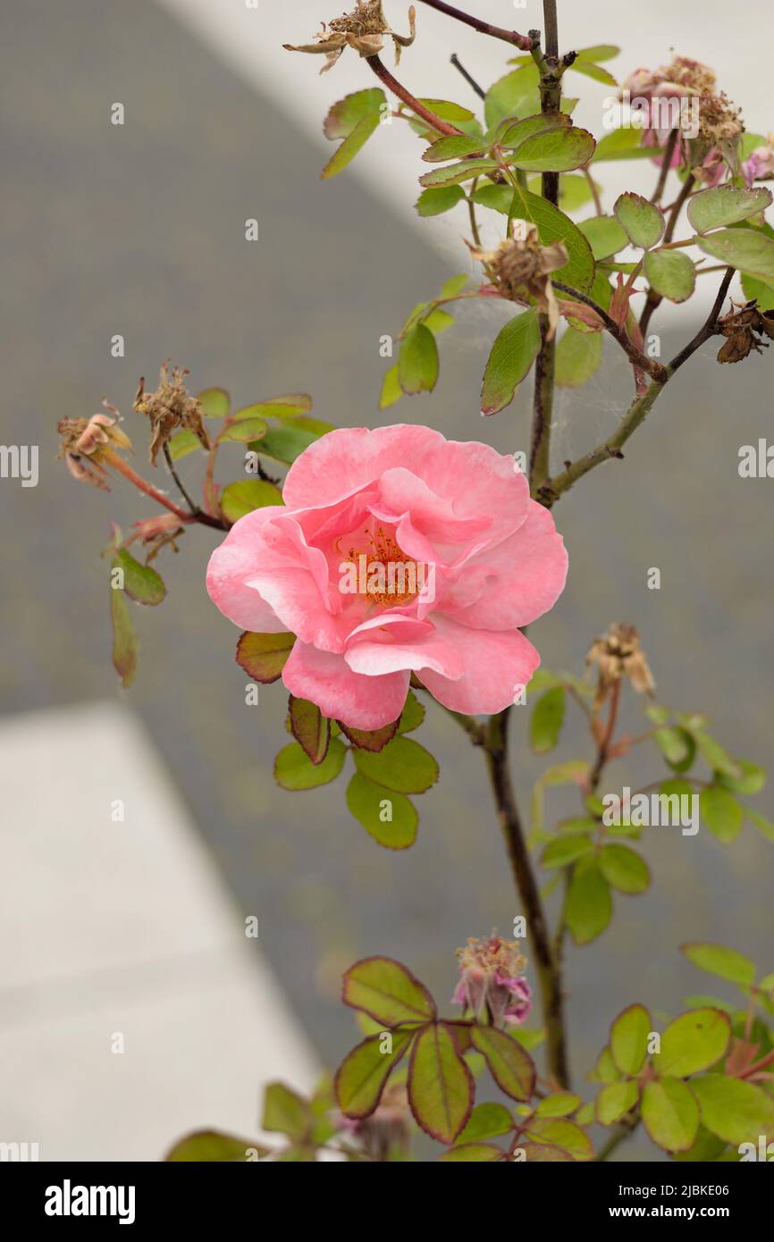 Square rose hi-res stock photography and images - Alamy