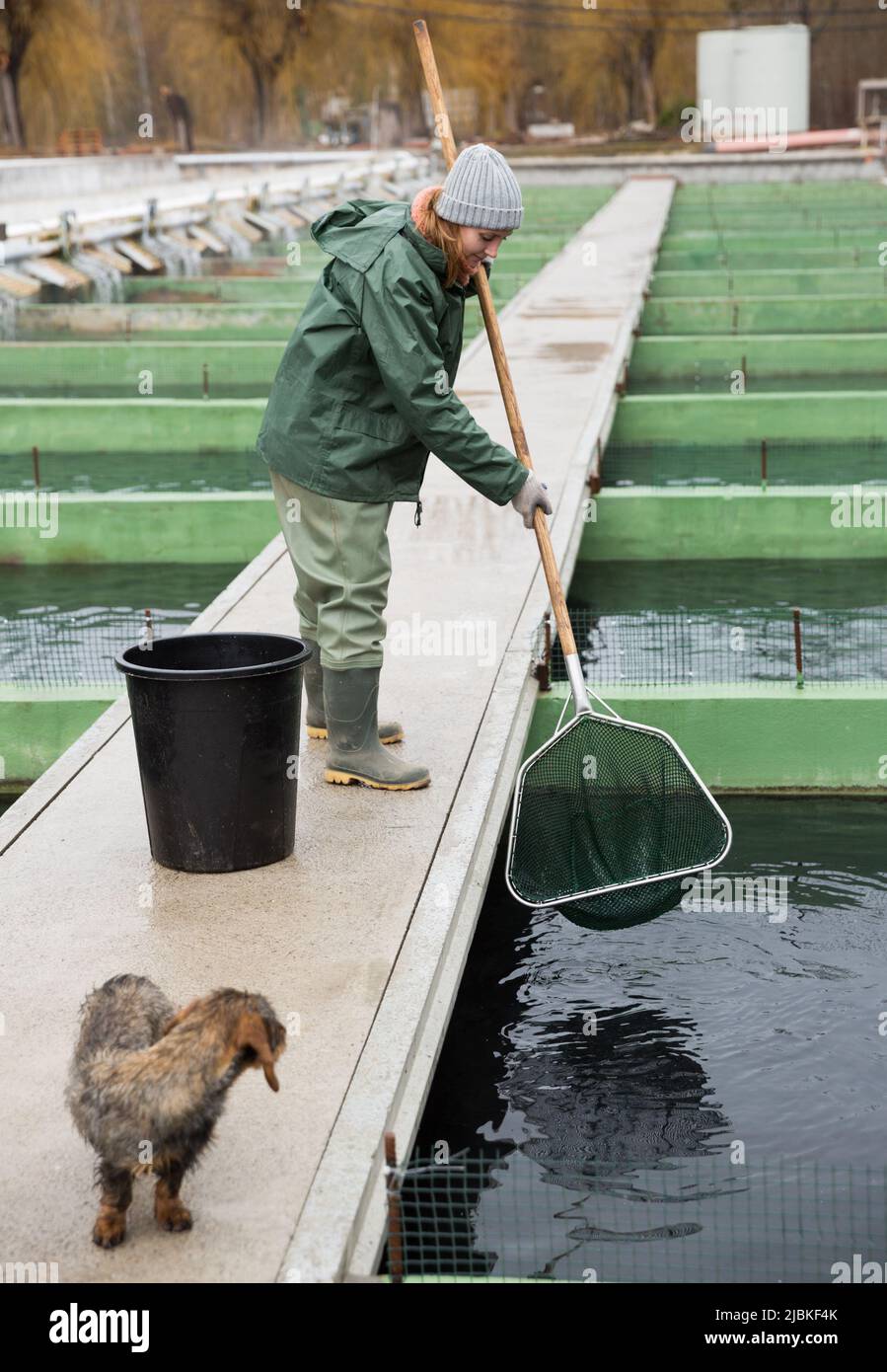 Female catching fish from reservoir on sturgeon farm Stock Photo - Alamy