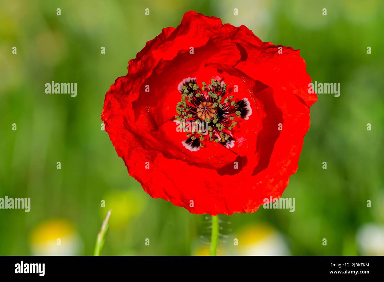 Poppy flower or papaver rhoeas, poppy with intense red color Stock ...