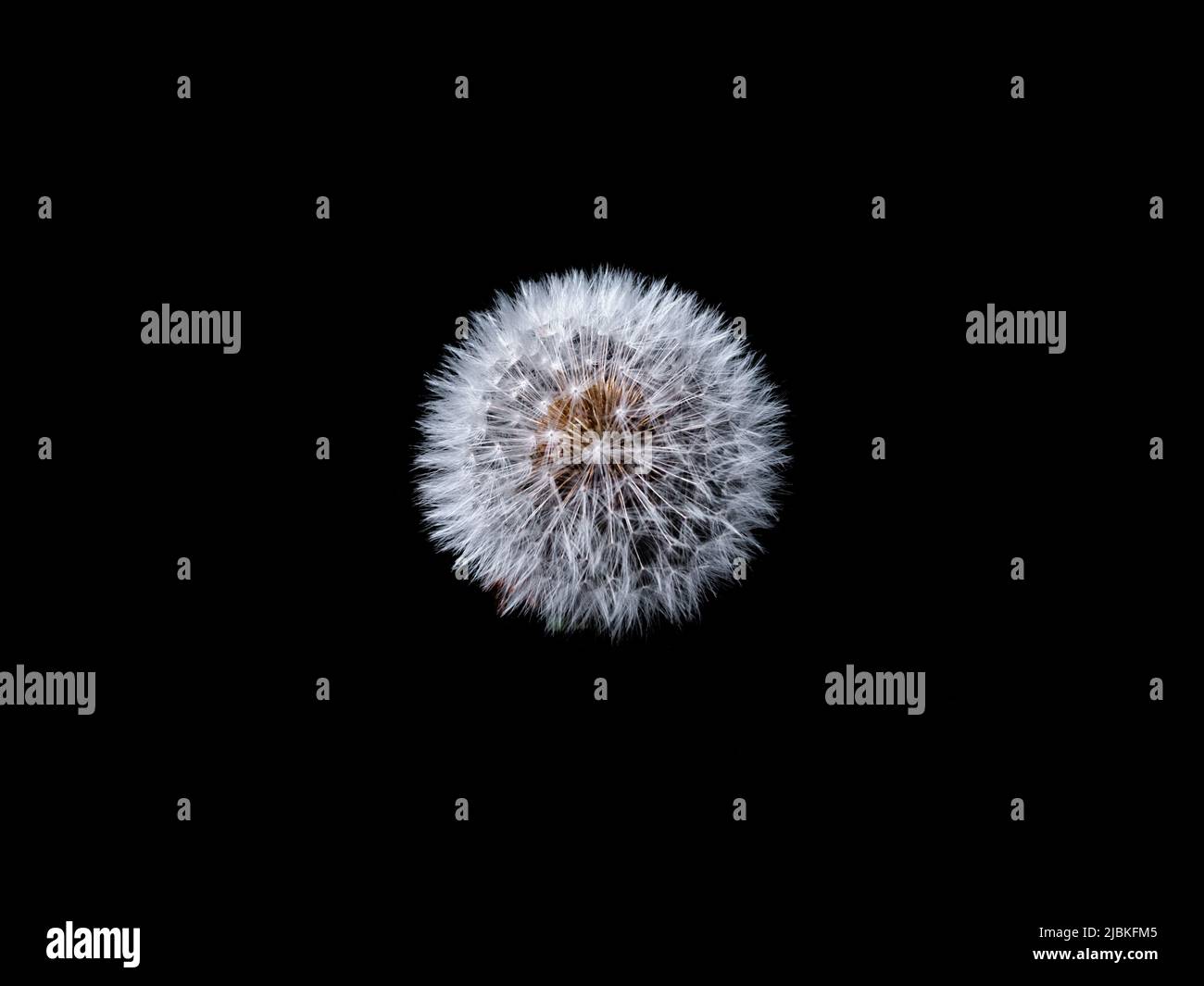 Dandelion flower on isolated on black background. Horizontal Stock ...
