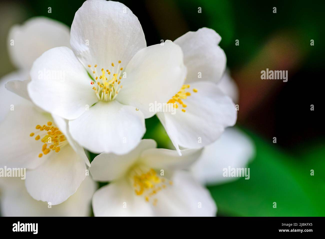 Celindo flower or Philadelphus coronarius is a widely cultivated ...