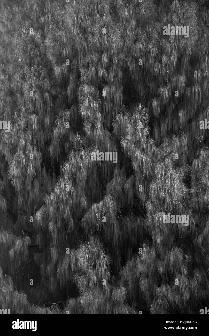 Tree ocean sunset Black and White Stock Photos & Images - Alamy