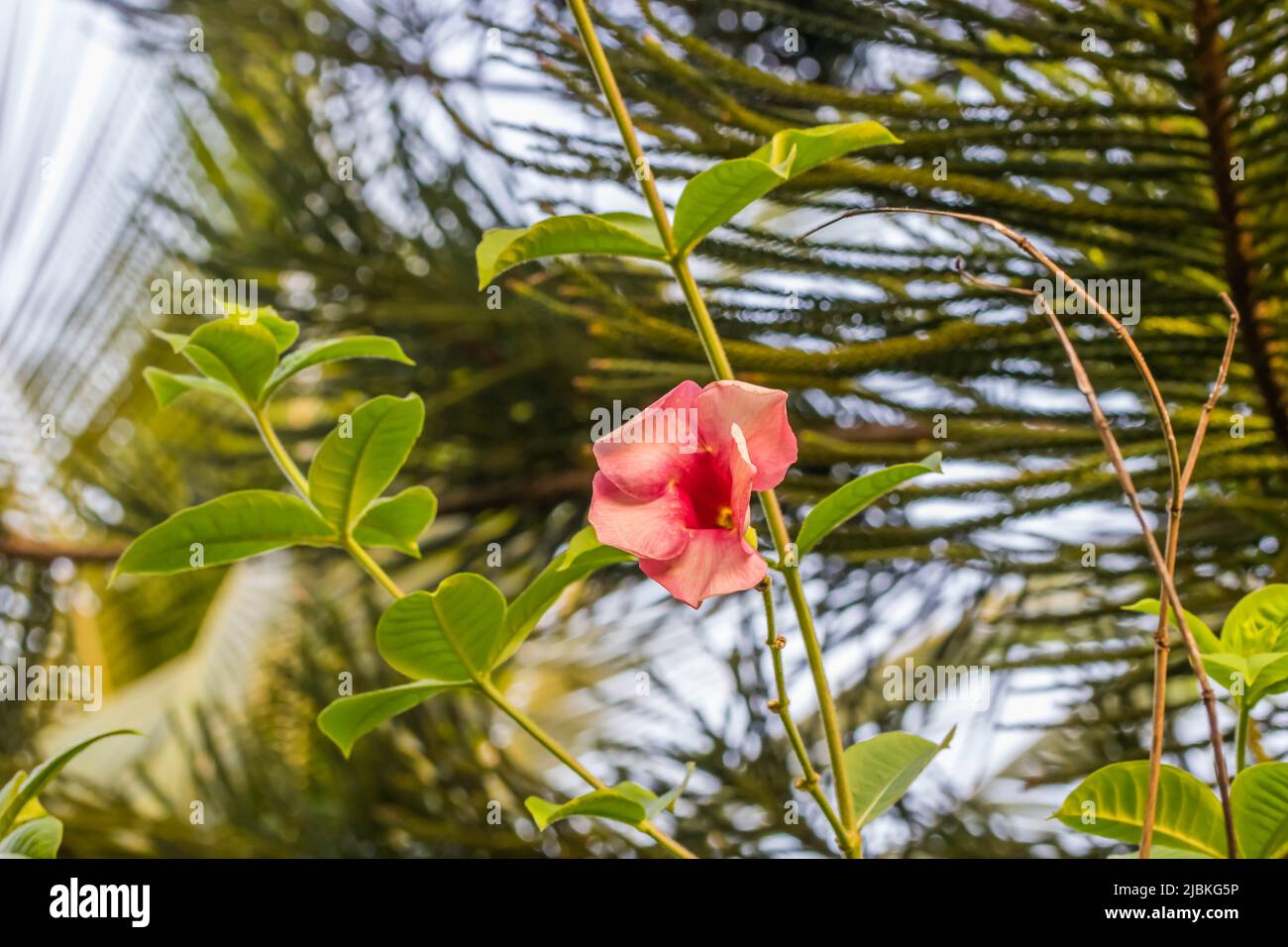 Touch flower hi-res stock photography and images - Alamy
