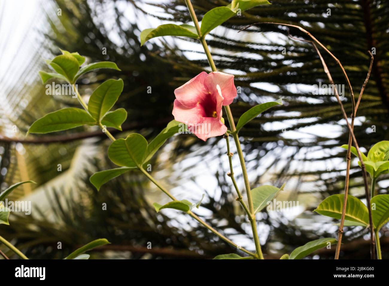 Impatiens Touch me not flower Stock Photo - Alamy