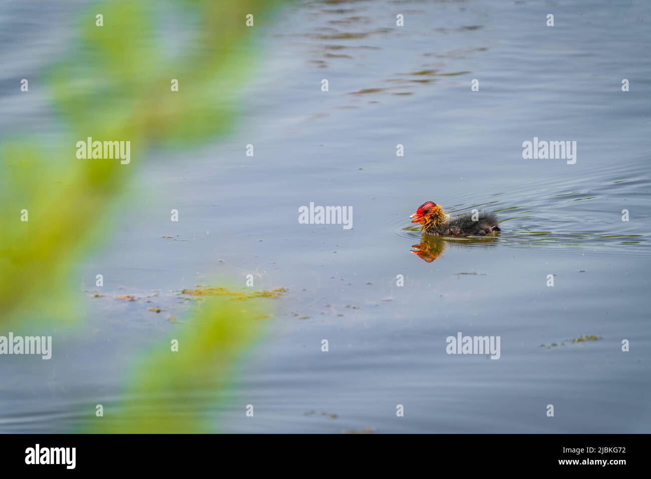 Chick raising head hi-res stock photography and images - Alamy