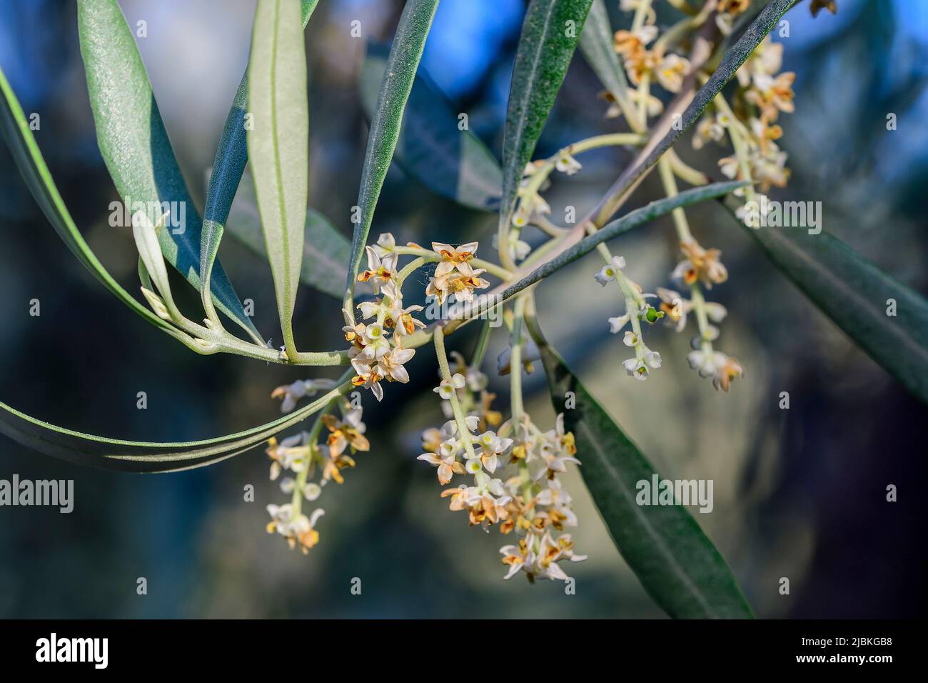 The flowers of the olive tree are small, and are grouped in clusters ...