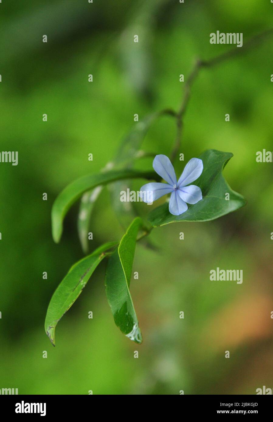 Nature 4k wallpaper hi-res stock photography and images - Alamy