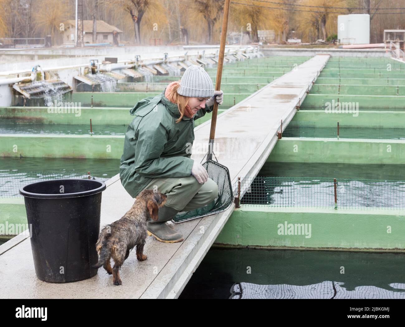 Female catching fish from reservoir on sturgeon farm Stock Photo - Alamy