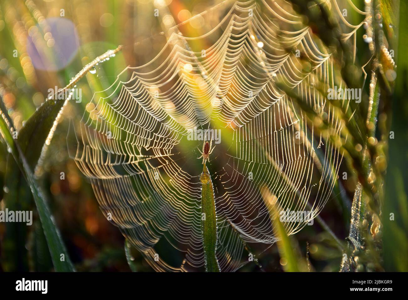 Cob web art hi-res stock photography and images - Alamy