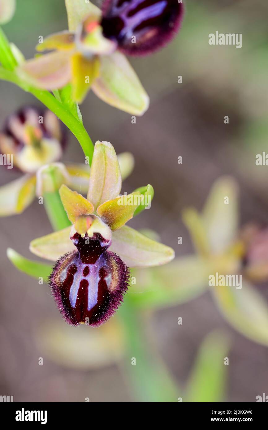 Ophrys genus hi-res stock photography and images - Alamy