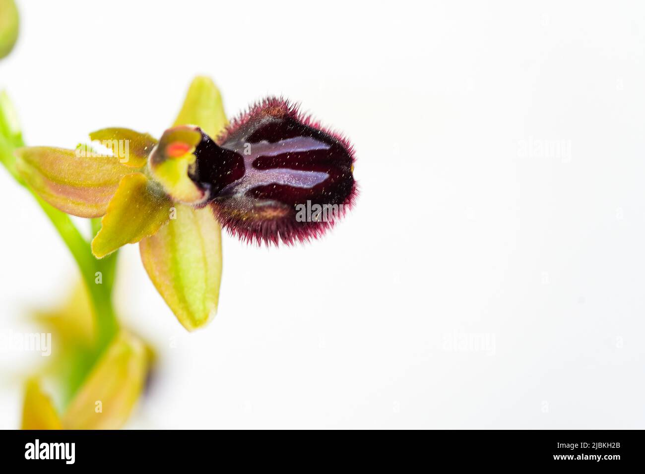 Ophrys genus hi-res stock photography and images - Alamy